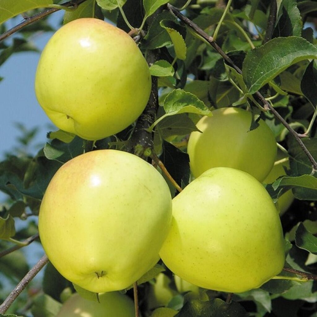 31 Delicious Green Apple Varieties to Taste This Season