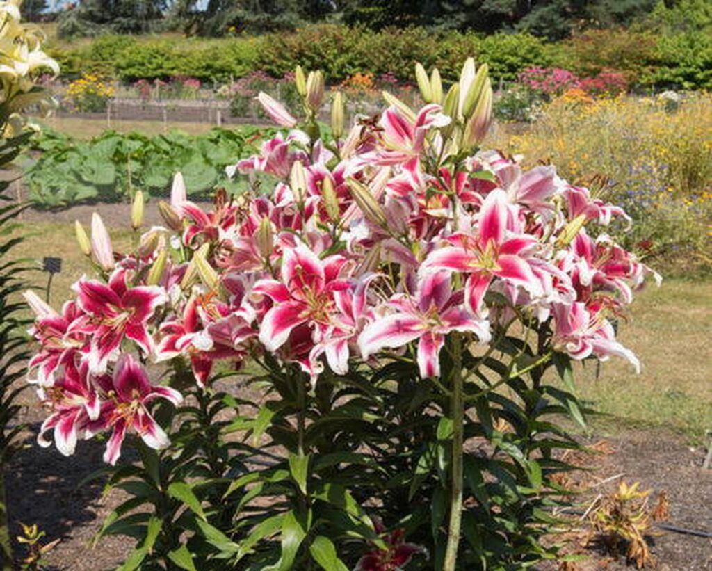 20 Enchanting Fragrant Lilies That Smell Heavenly