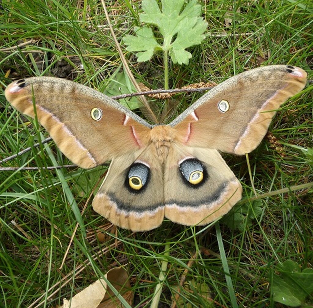 28 Adorable Moths That Are As Beautiful As Butterflies