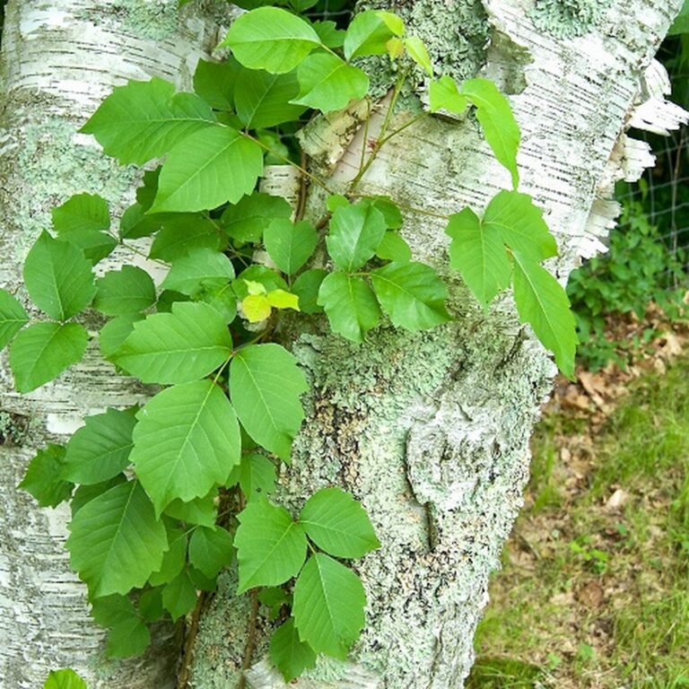 17 Beautiful Plants with 5 Leaves Per Stem to Discover