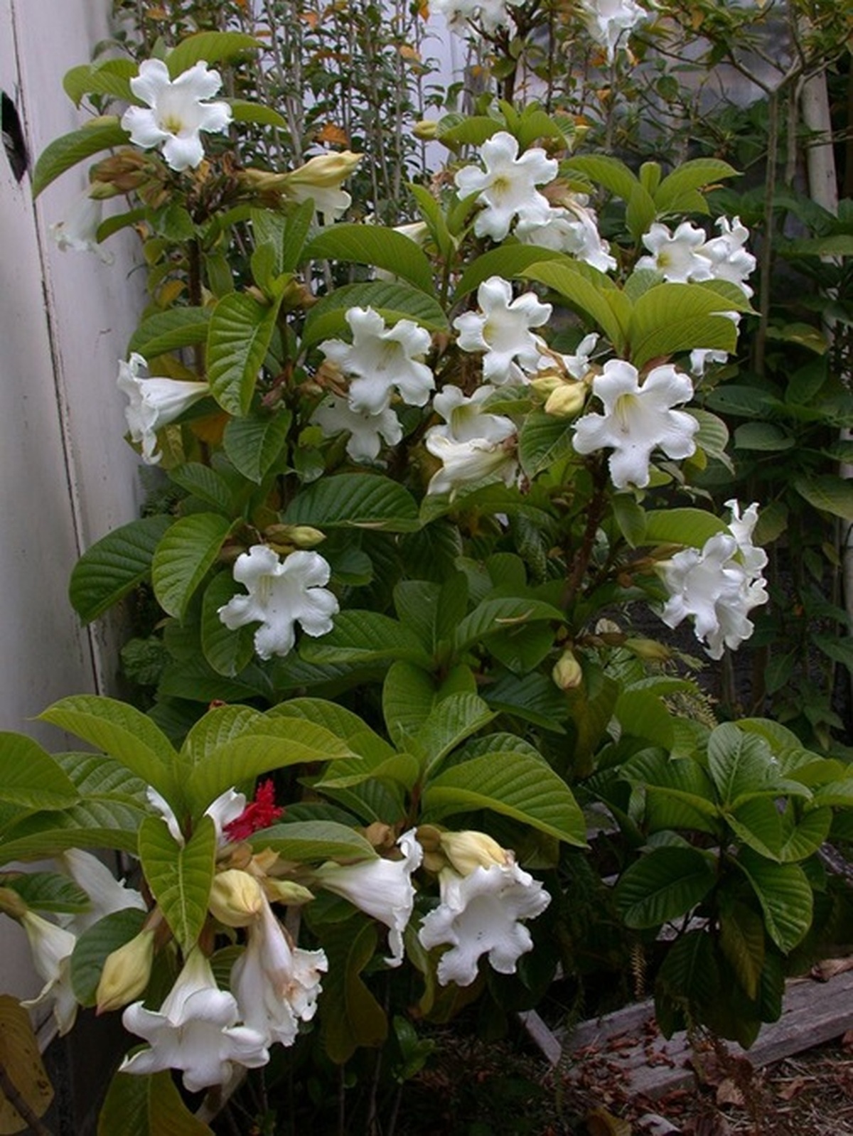 7 Enchanting Vines with White Trumpet Flowers to Transform Your Garden