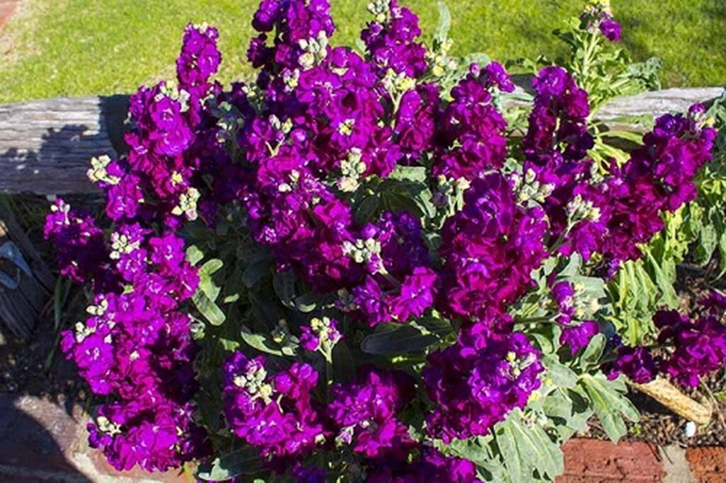 23 Enchanting Purple Flowers That Smell Heavenly