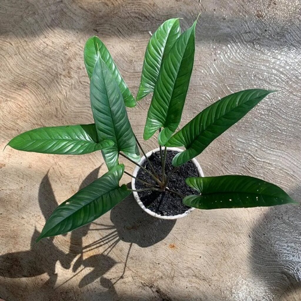 19 Stunning Types of Homalomena Varieties for Your Indoor Garden