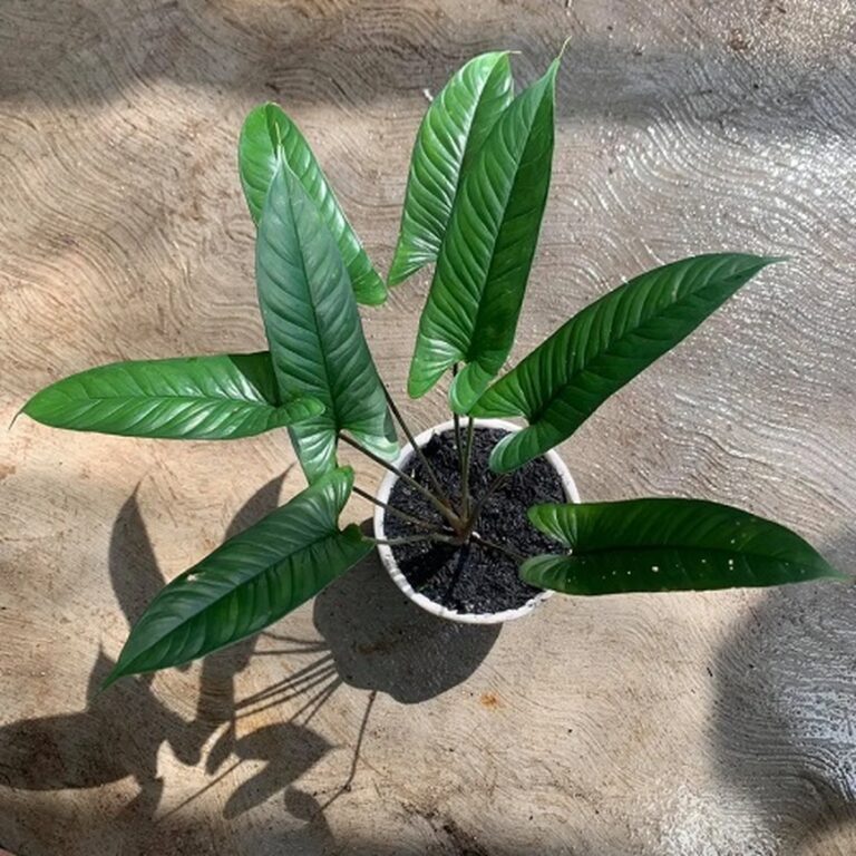 19 Stunning Types of Homalomena Varieties for Your Indoor Garden