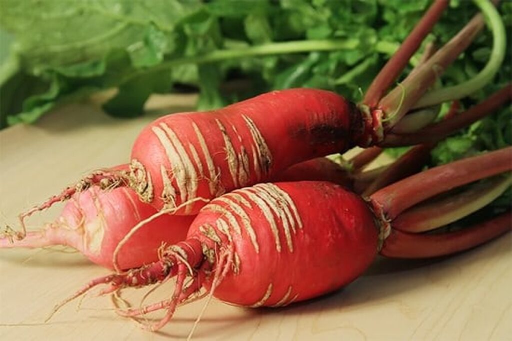 40 Exciting Radish Varieties Perfect for Your Container or Garden