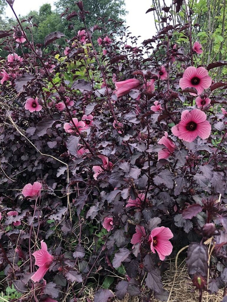 30 Stunning Red Leaf Plant Varieties to Brighten Your Garden