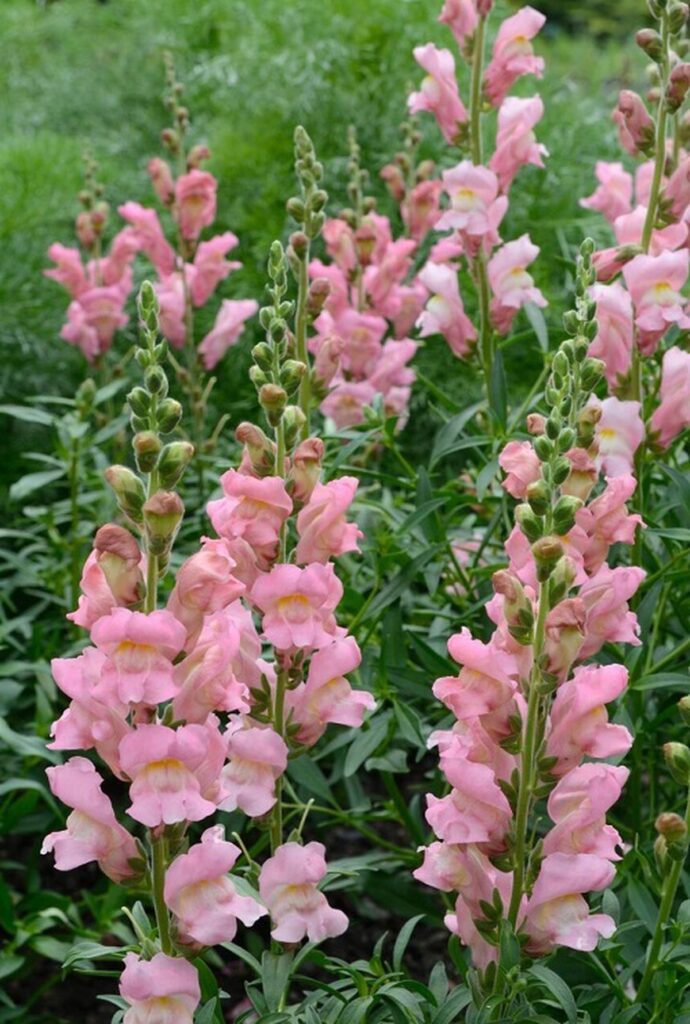 21 Beautiful Flowers that Grow Quickly from Seeds for Gardeners