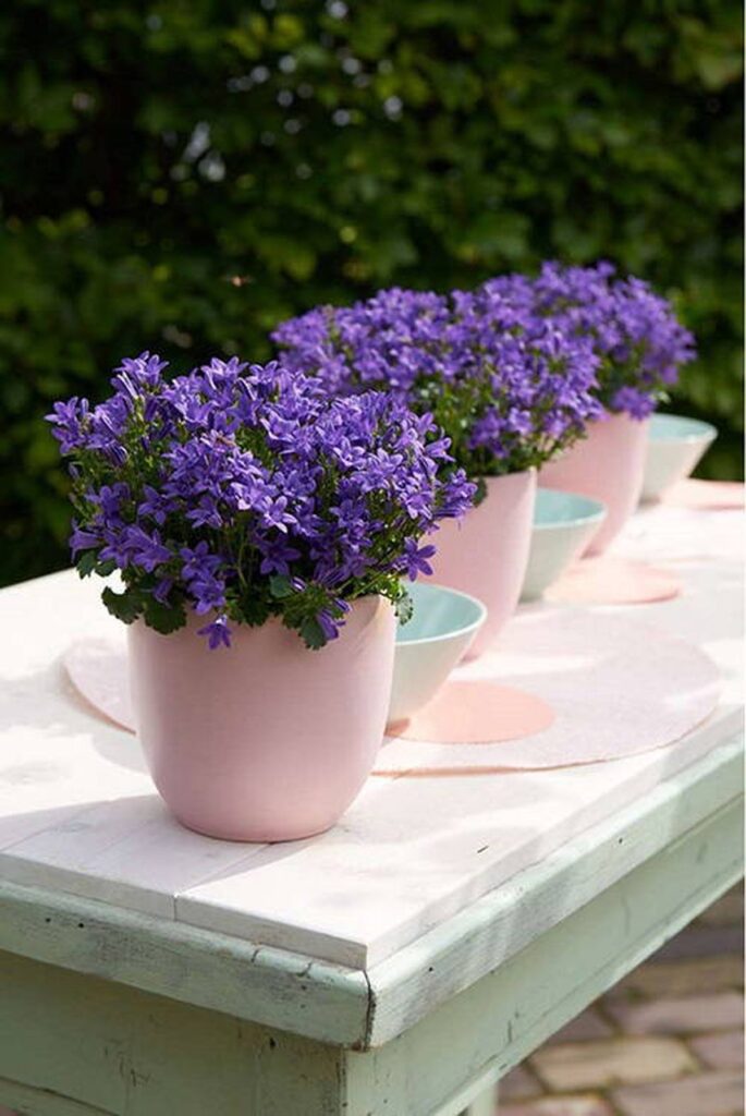 18 Lovely Purple Spring Flowers That Add Cheer to Any Garden
