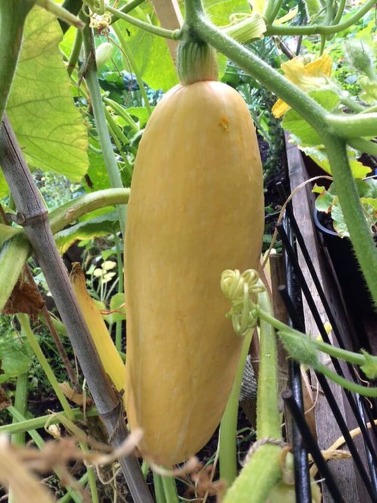 38 Delicious Types of Squash: Best Varieties for Your Garden