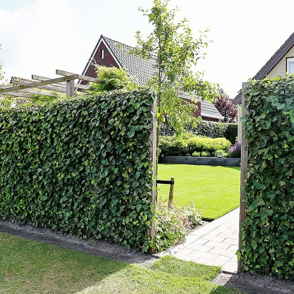 40 Brilliant Low Maintenance Hedge Plants for Effortless Gardens