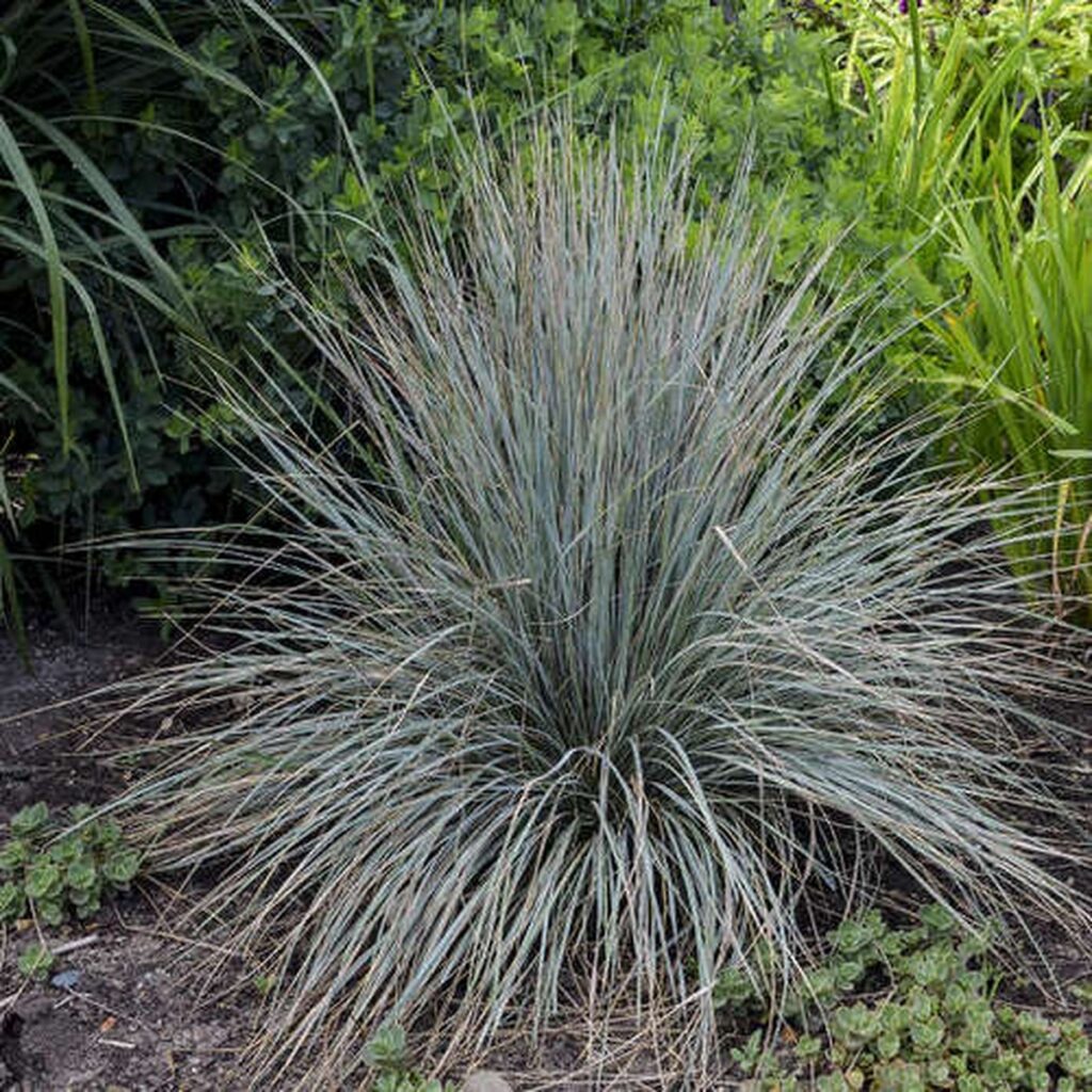 21 Beautiful Ornamental Grasses to Transform Your Containers