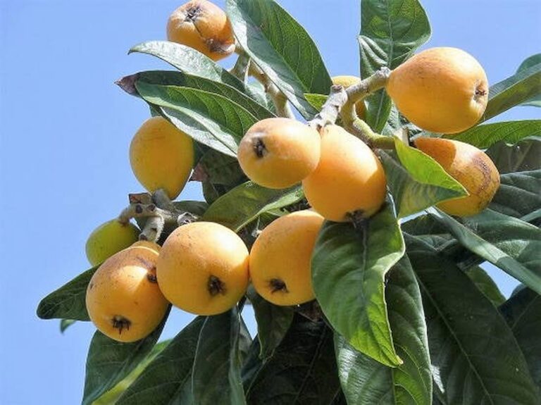 25 Amazing Drought Tolerant Fruit Trees for Easy Growing