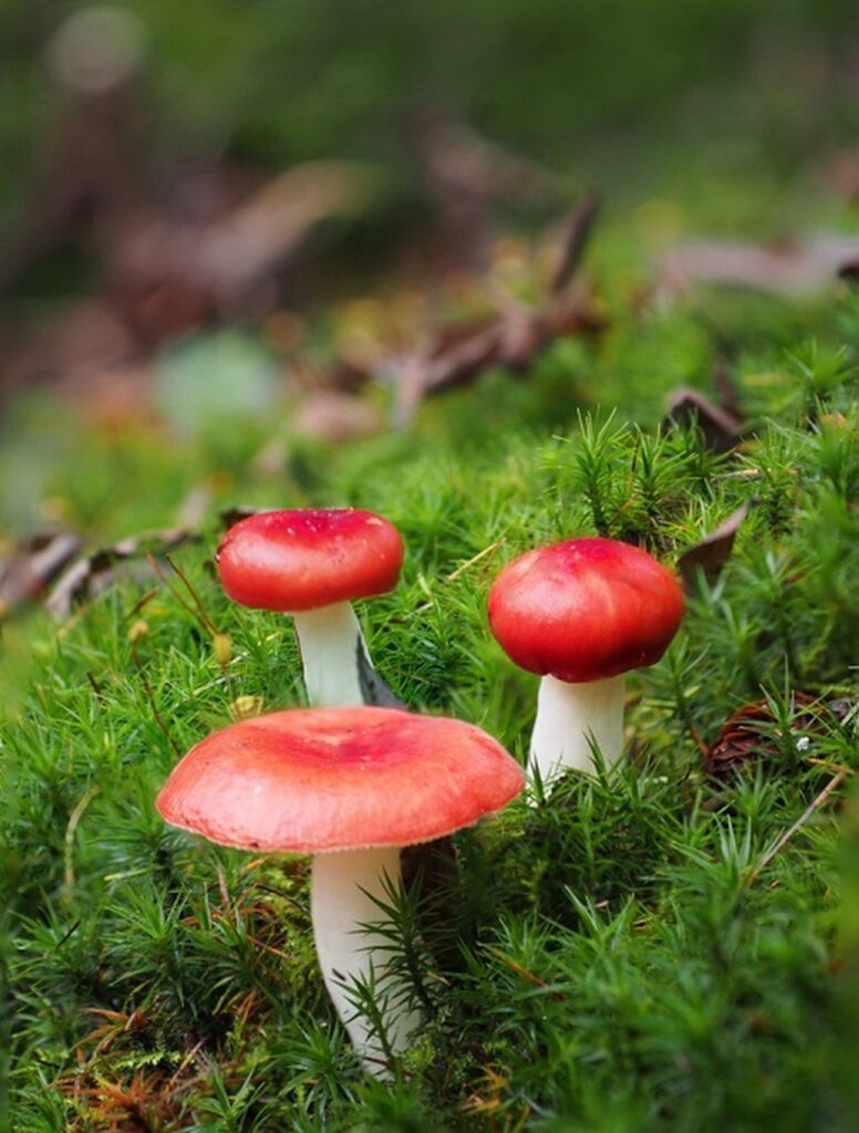 15 Fascinating Red Mushrooms Types: Discover Nature's Gems