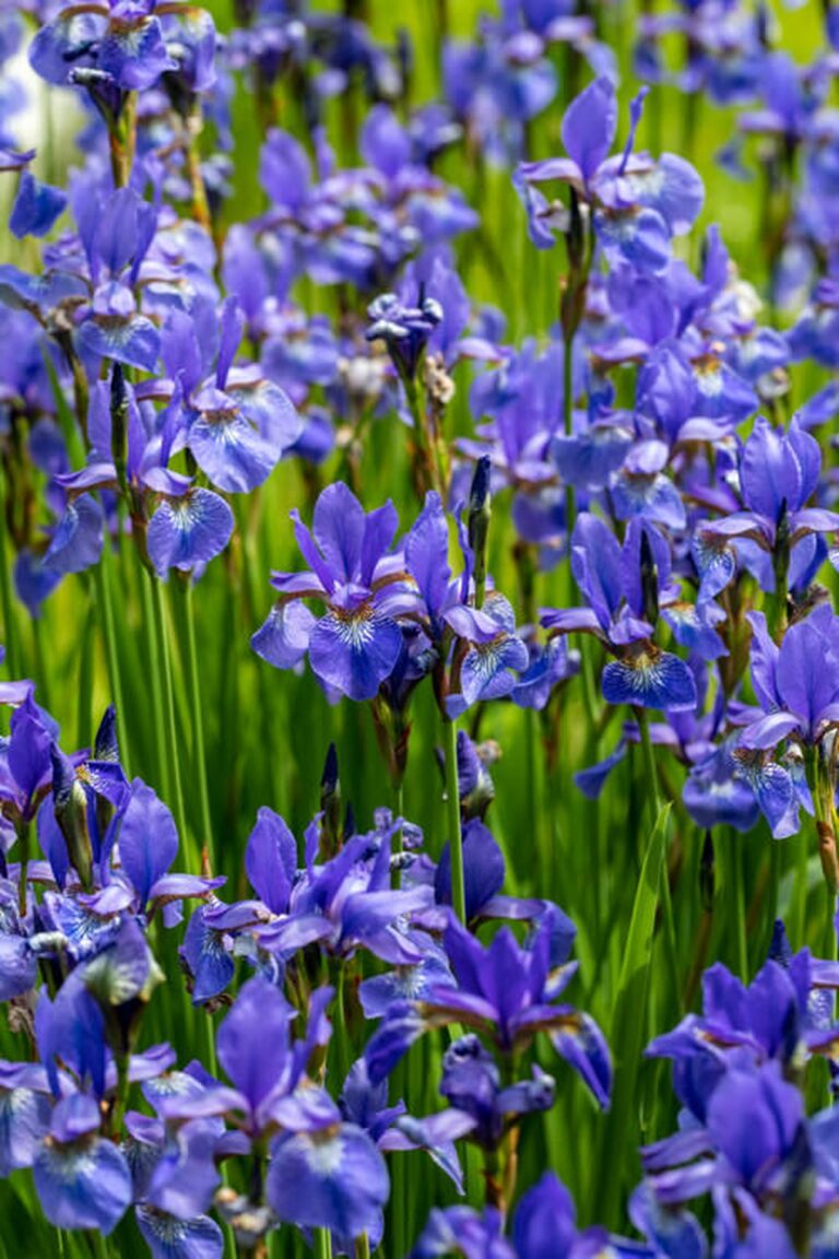 17 Gorgeous Ohio Perennial Flowers That Thrive in Any Garden