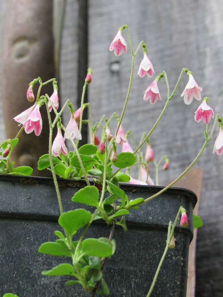 28 Lovely Swedish Flowers That Add Charm