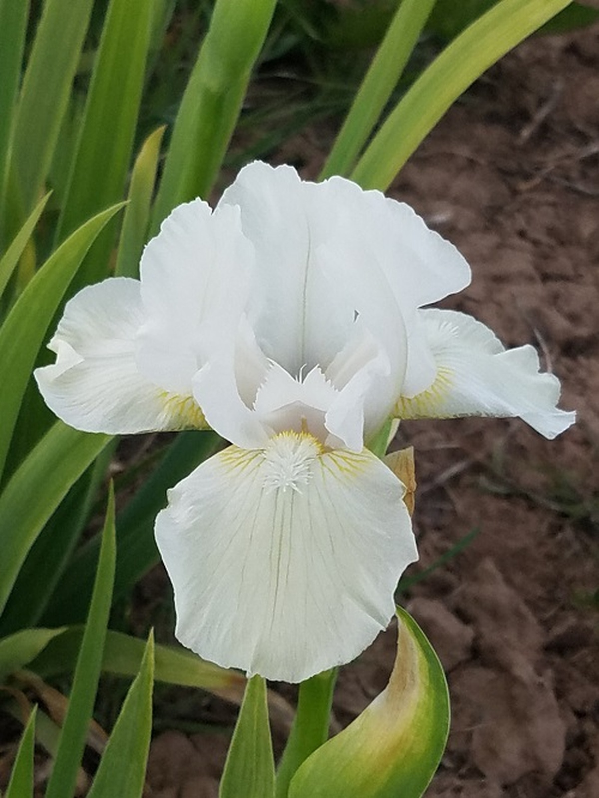10 Stunning Gray Flower Names That Bloom with Elegance