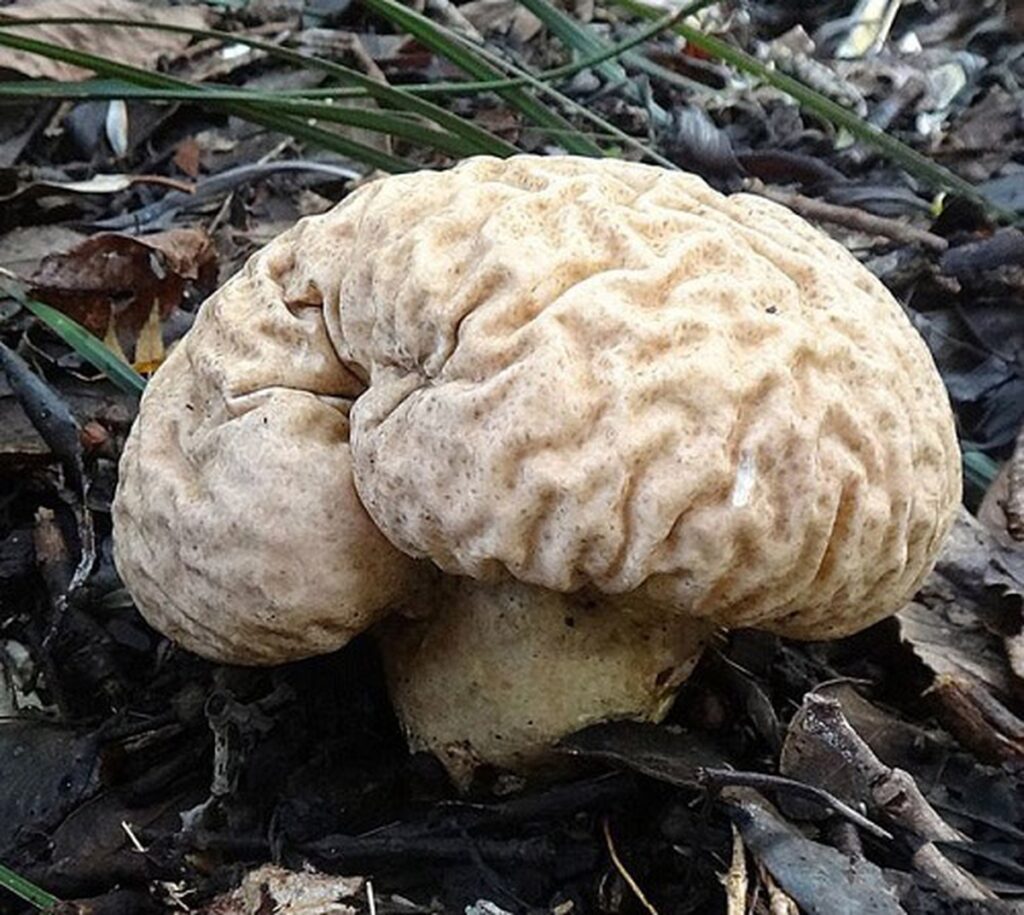 10 Fascinating Mushrooms That Look Like a Brain To Explore
