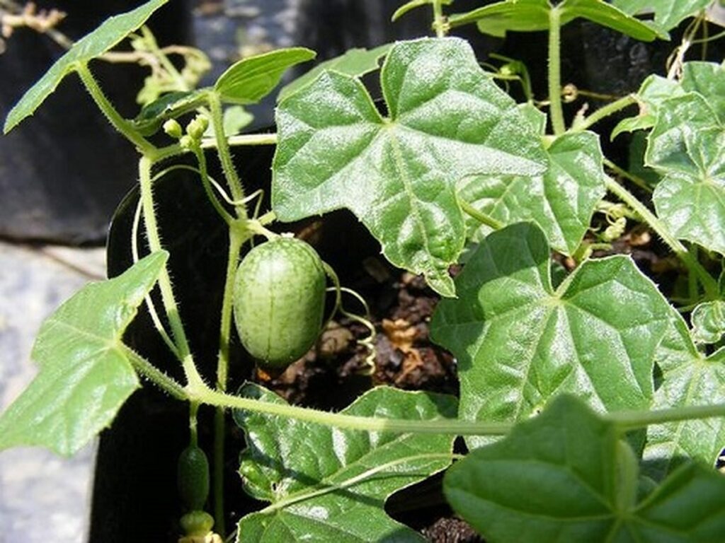 20 Delightful Mini Cucumber Varieties for Your Garden Delight