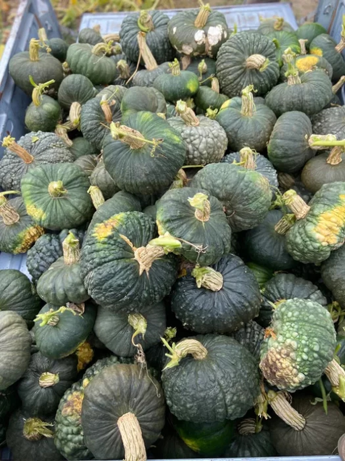 11 Amazing Green Pumpkin Varieties for Your Gorgeous Garden