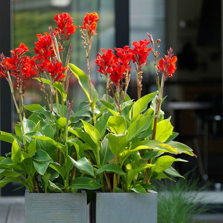 30 Stunning Types of Canna Lily Varieties for Garden Paradise