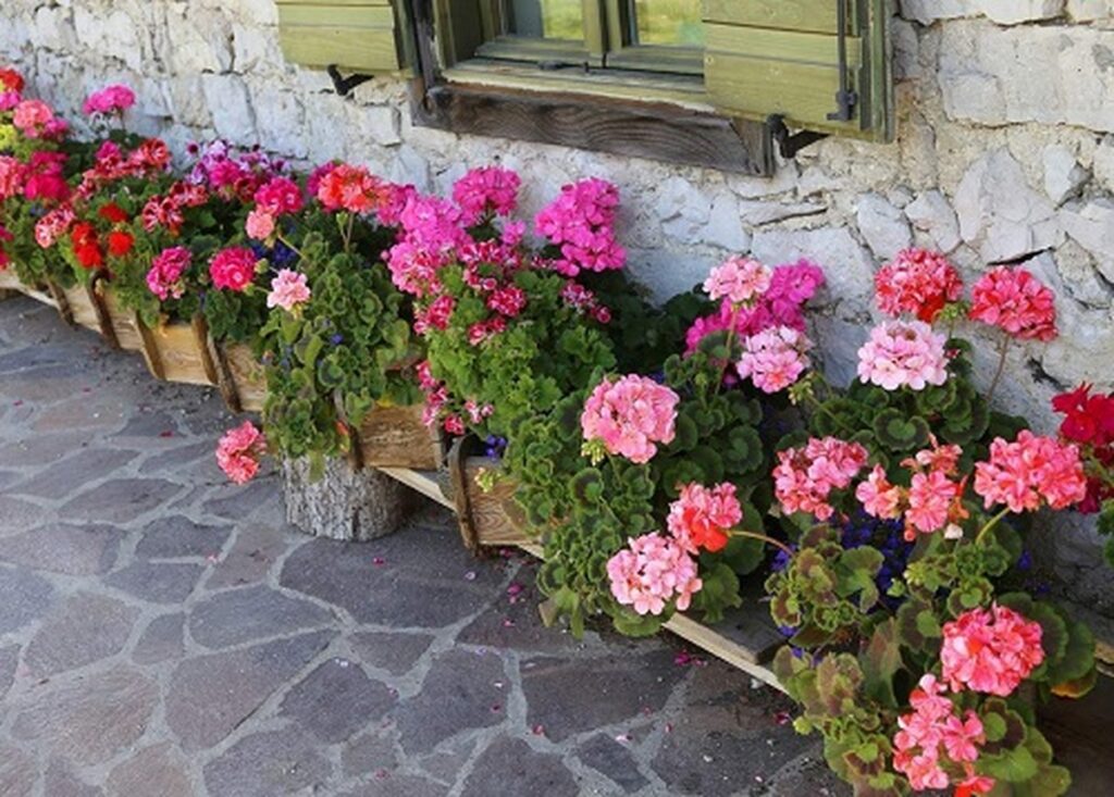 39 Gorgeous Plants for Curb Appeal That Wow Passersby