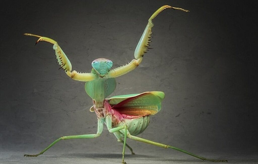 Fascinating Praying Mantis Facts & Their Surprising Diet