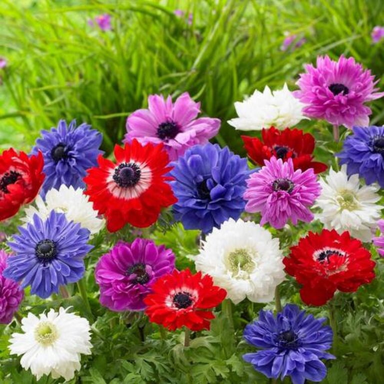 35 Stunning Multicolor Flowers That Will Brighten Your Garden