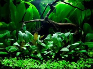 15 Stunning Fish Tank with Plants Ideas for a Vibrant Aquarium