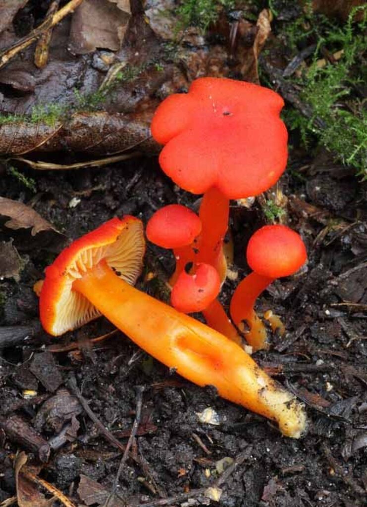 15 Fascinating Red Mushrooms Types: Discover Nature's Gems