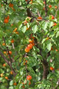 26 Delightful Cold Tolerant Fruit Trees For Your Garden