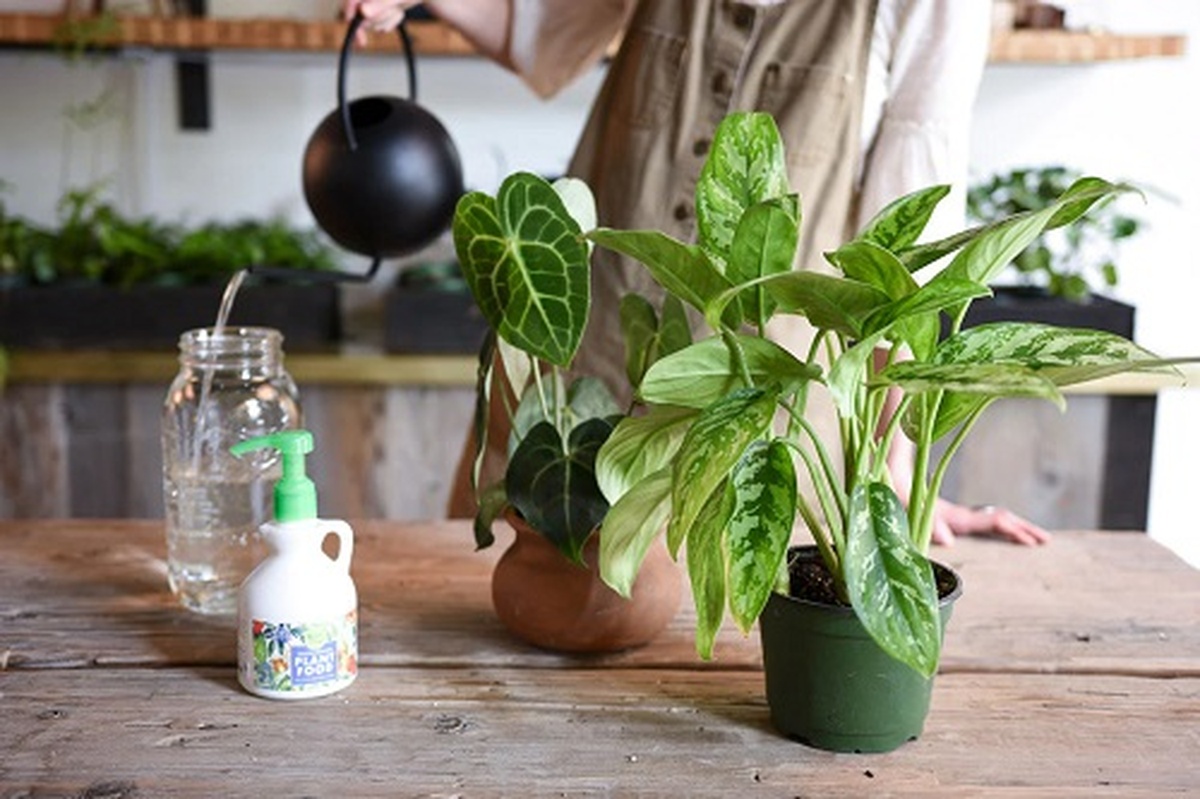 8 Simple Tips to Keep Plants Healthy in a Bathroom