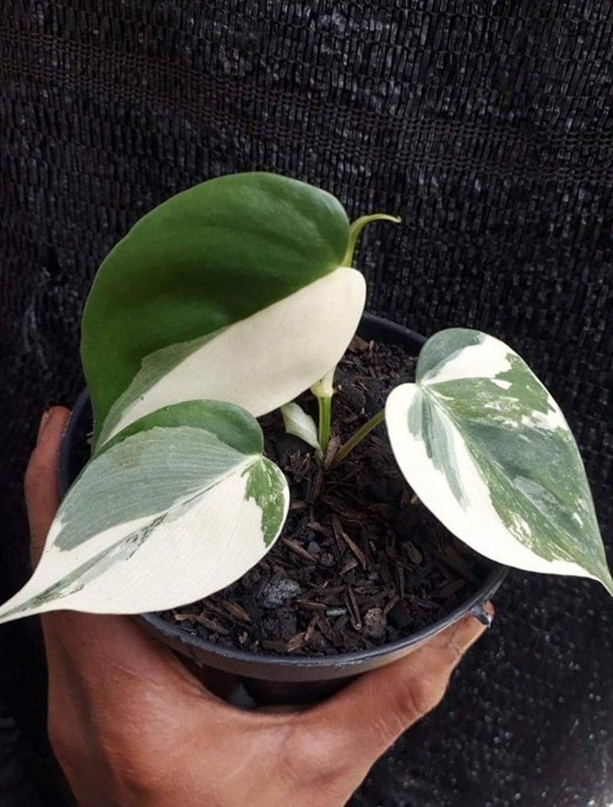 14 Gorgeous Heart Leaf Philodendron Varieties To Adore