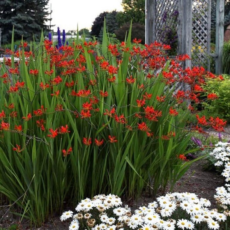 22 Stunning Plants with Sword Shaped Leaves to Freshen Your Space