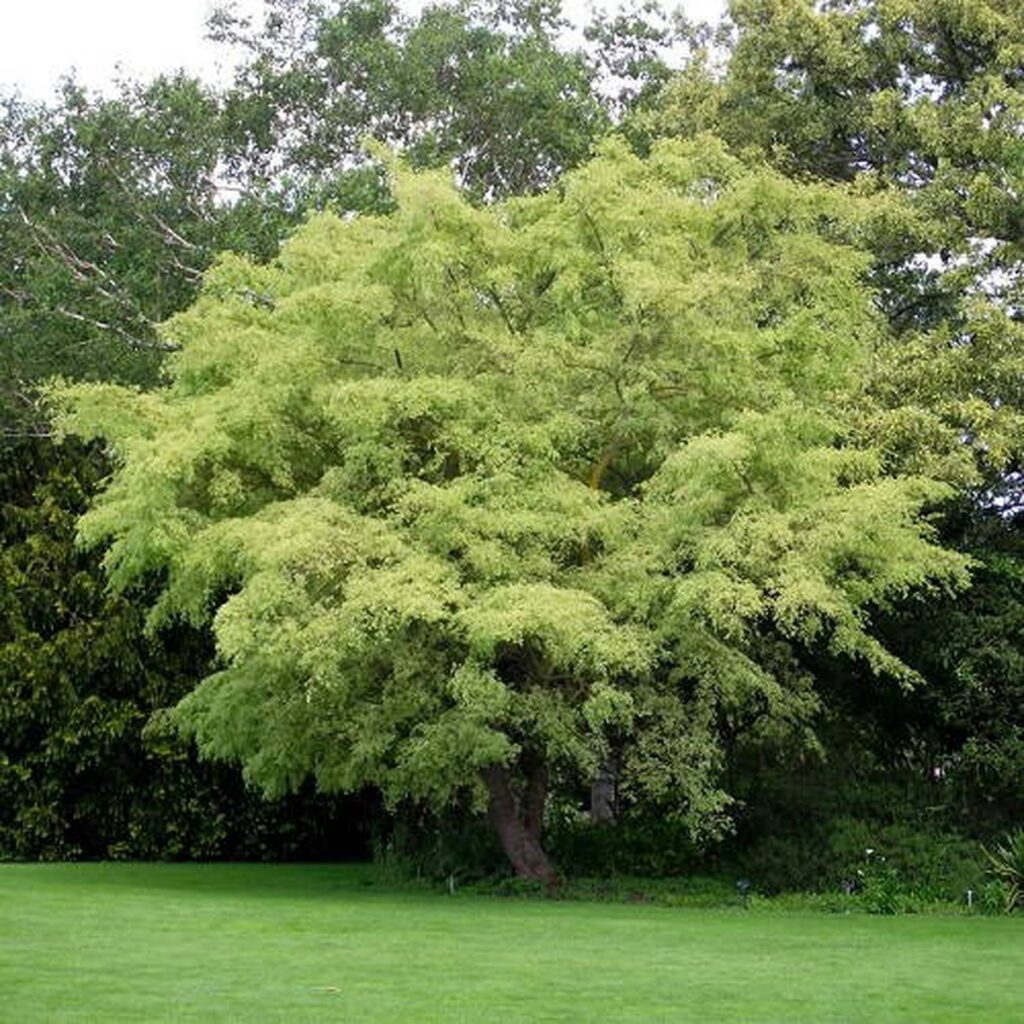 21 Beautiful Types of Elm Trees: Your Simple Identification Guide