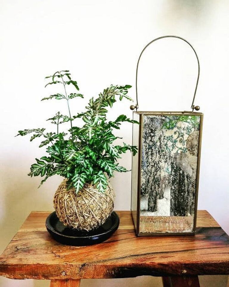 47 Most Beautiful Ferns To Grow That Thrive In Containers