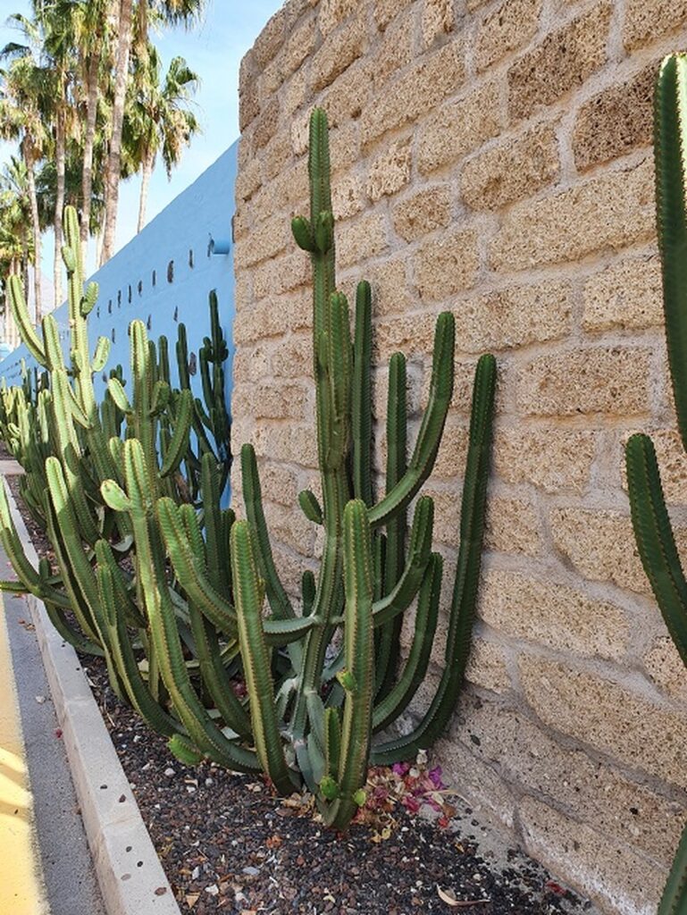 18 Amazing Types of Columnar Cactus Varieties for Your Garden