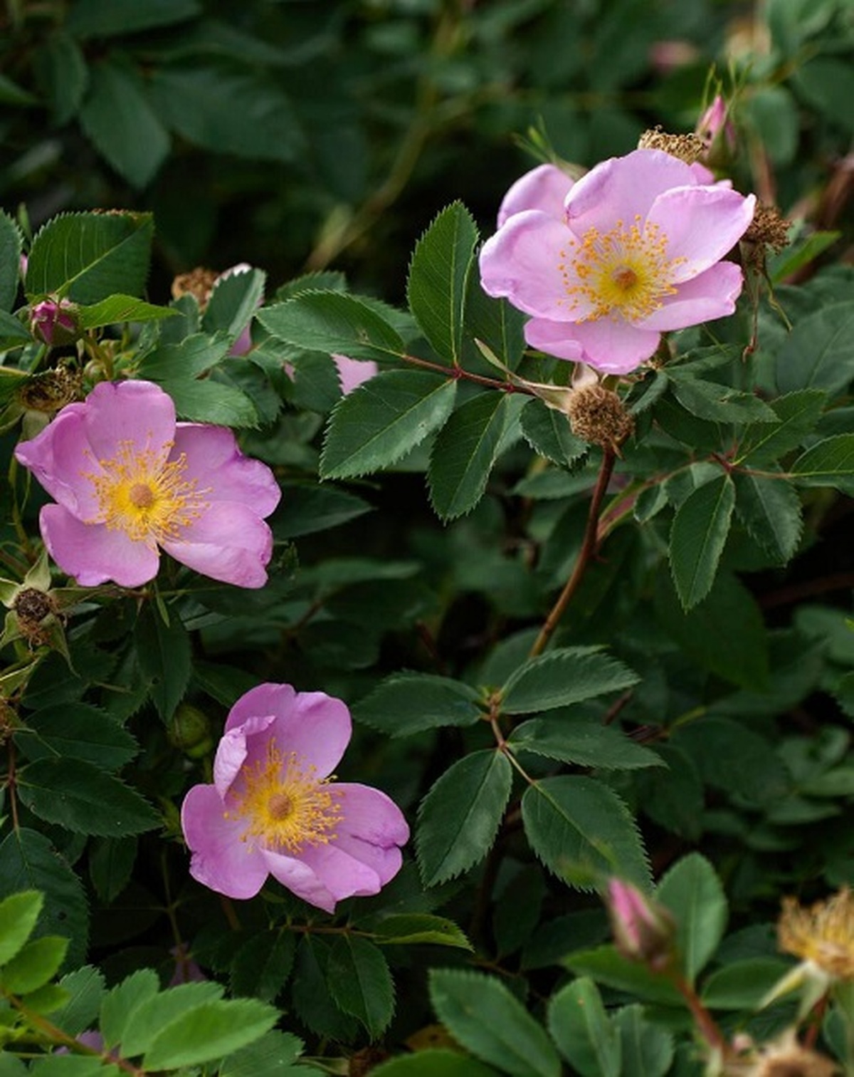 7 Stunning Louisiana Swamp Flowers That Thrive in the Wetlands