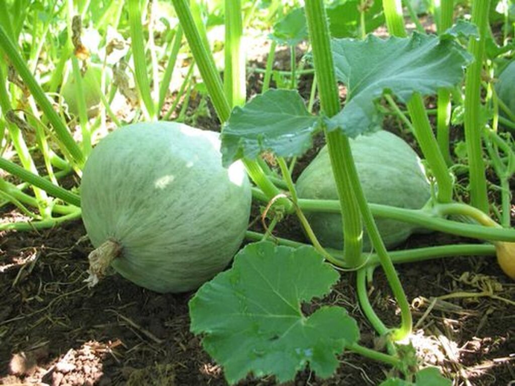 38 Delicious Types of Squash: Best Varieties for Your Garden