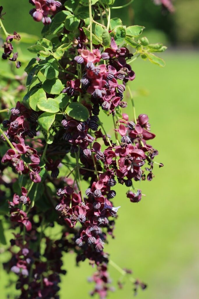 47 Most Fragrant Flowers That Fill Gardens With Sweet Scents