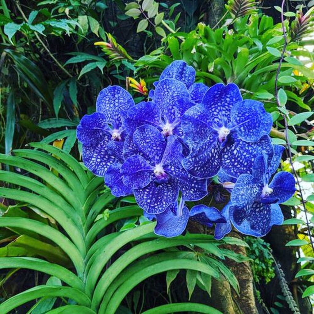 12 Popular Types of Blue Orchids with Meaning