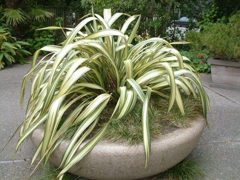 18 Stunning New Zealand Flax Varieties That Brighten Any Garden