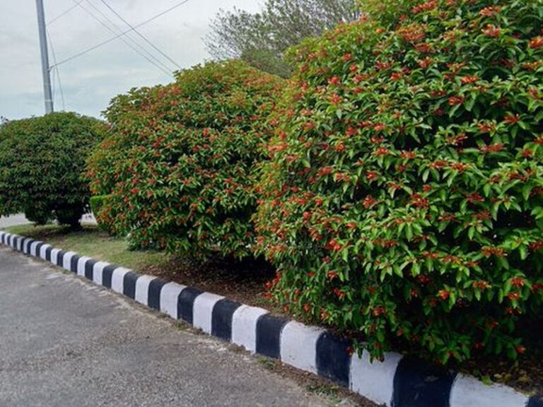 47 Beautiful Hedge Plants to Create a Perfect Green Boundary