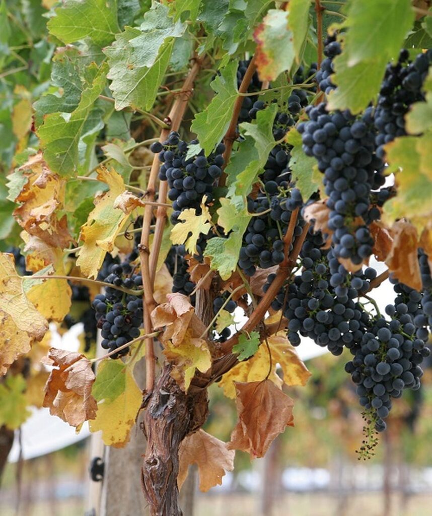 22 Amazing Fruit Trees that Grow in NC