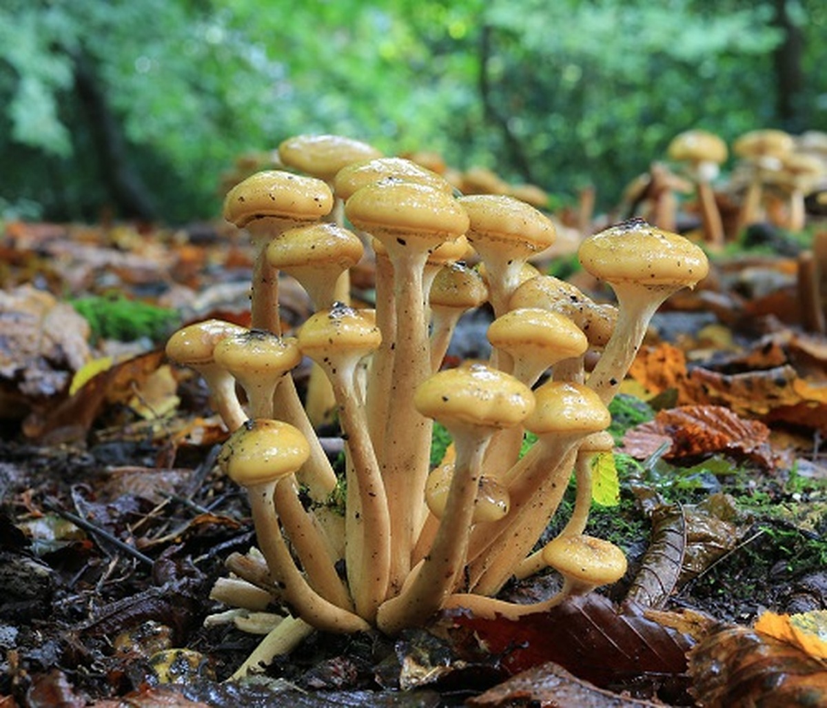 11 Enchanting Glow in the Dark Mushrooms That Light Up Night