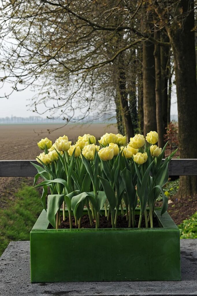 34 Enchanting Yellow Tulip Varieties to Brighten Your Garden