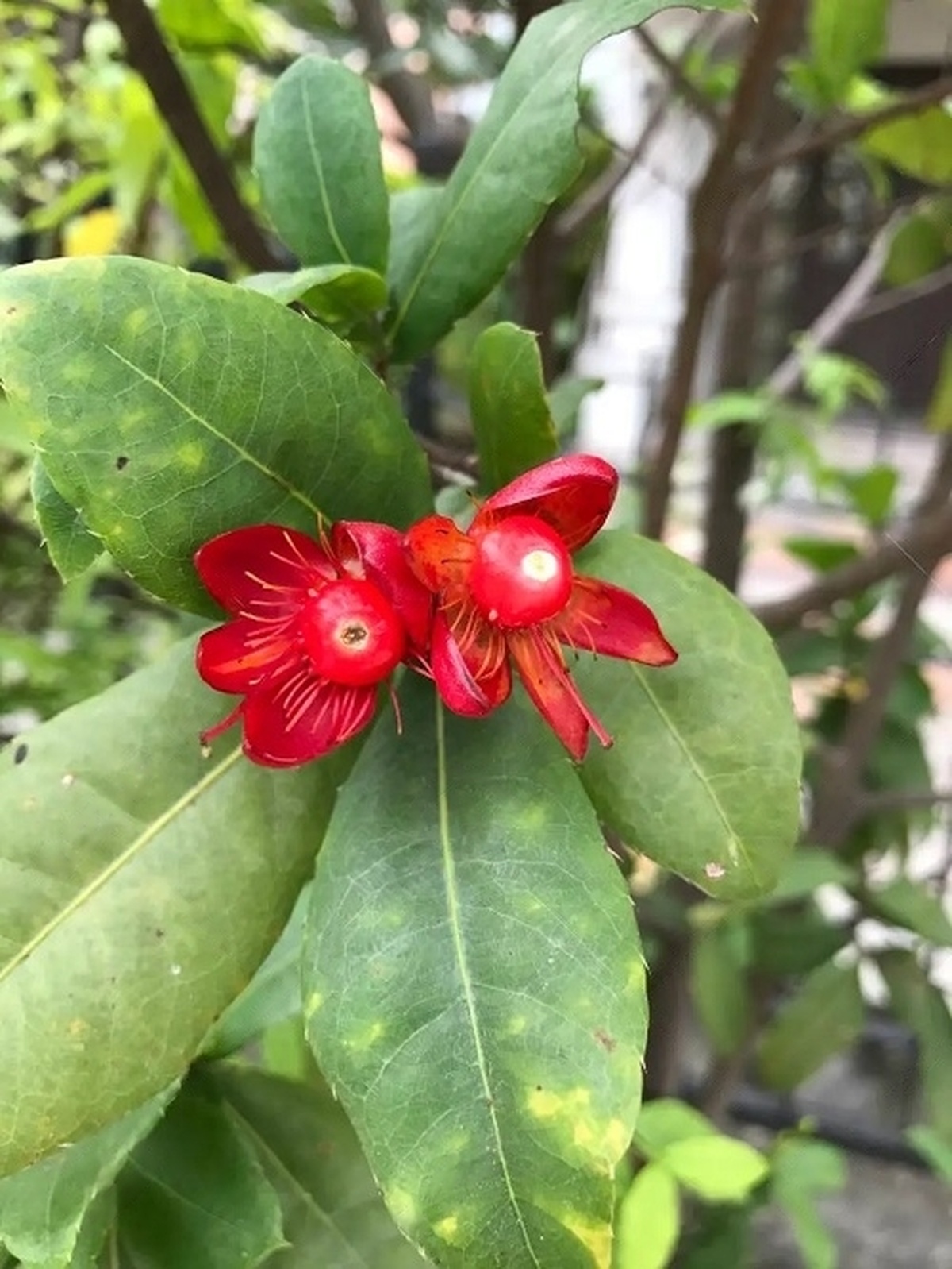 9 Stunning Flowers That Look Like Eyes to Inspire Wonder