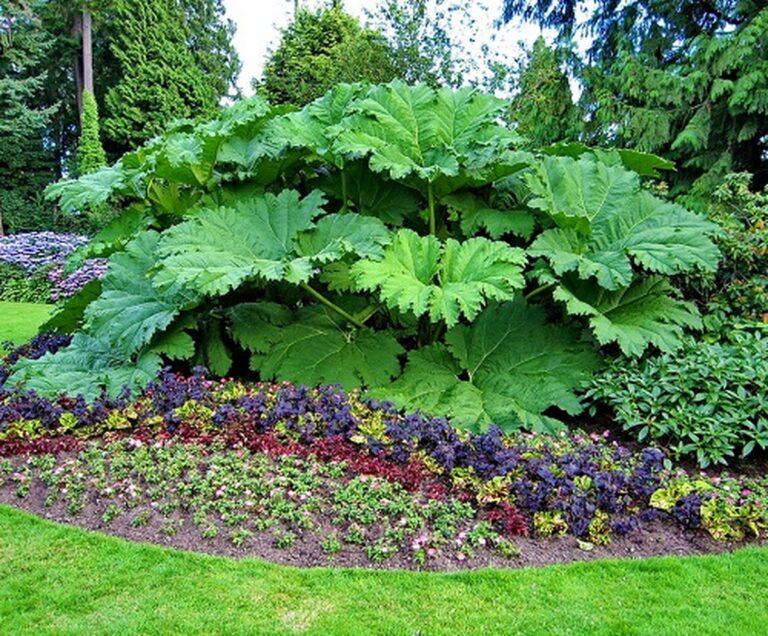 19 Stunning Plants that Look Like Rhubarb for Garden Lovers