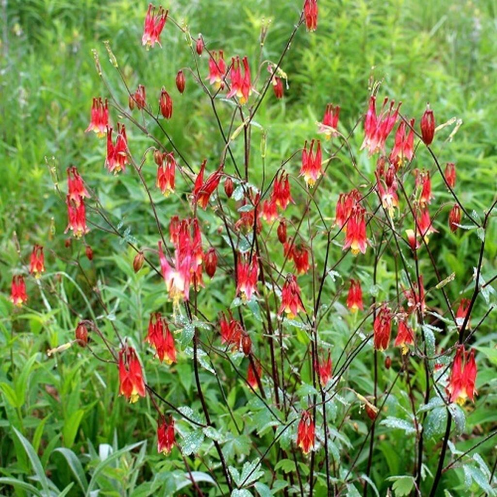 47 Beautiful Native Florida Flowers That Brighten Any Garden