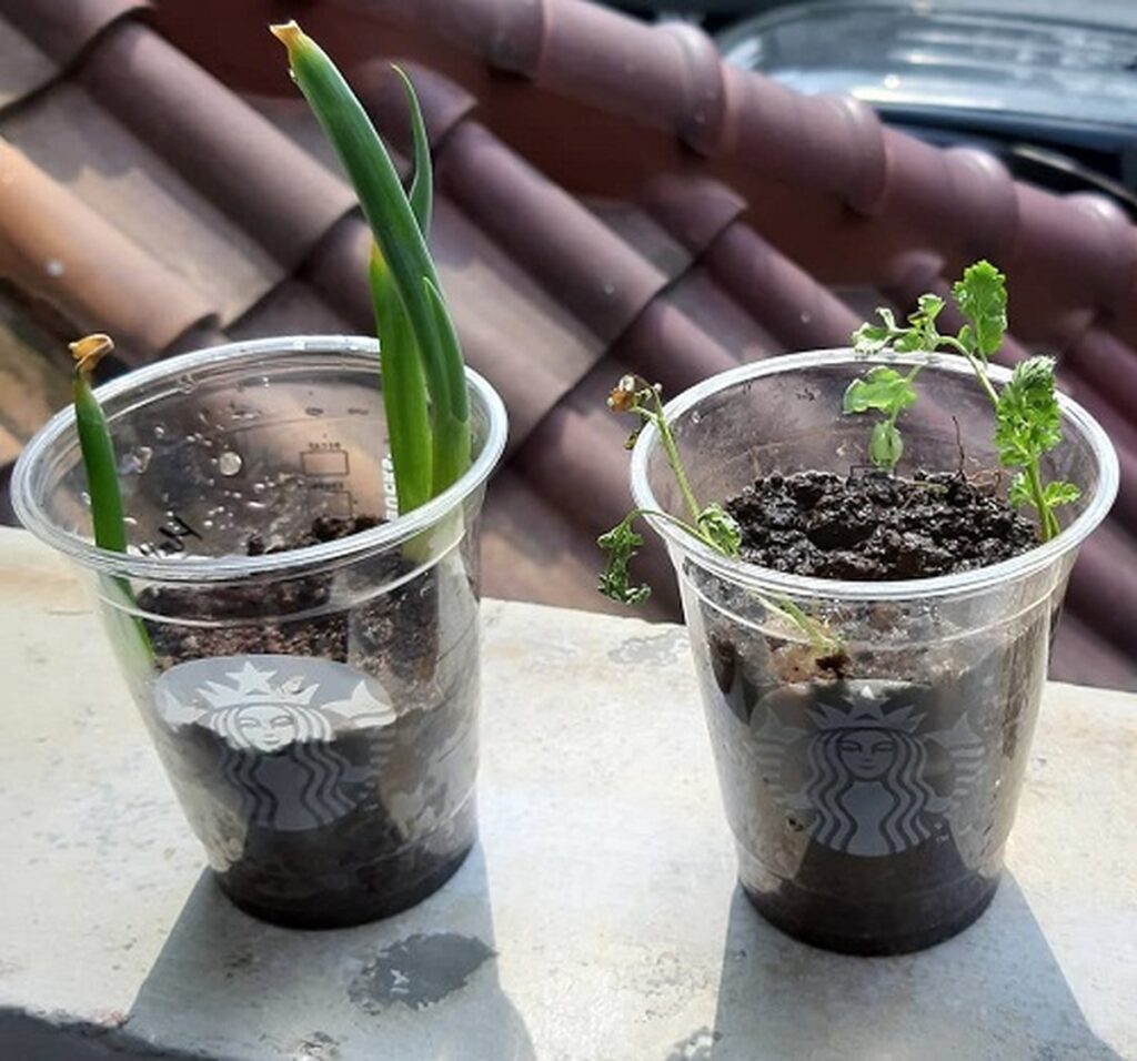 23 Creative Ways to Transform Starbucks Cups into Plant Homes