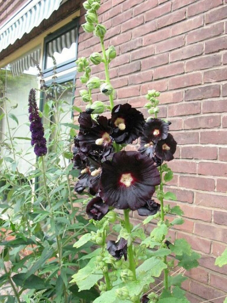 56 Stunning Black Flowers and Plants for a Dramatic Garden